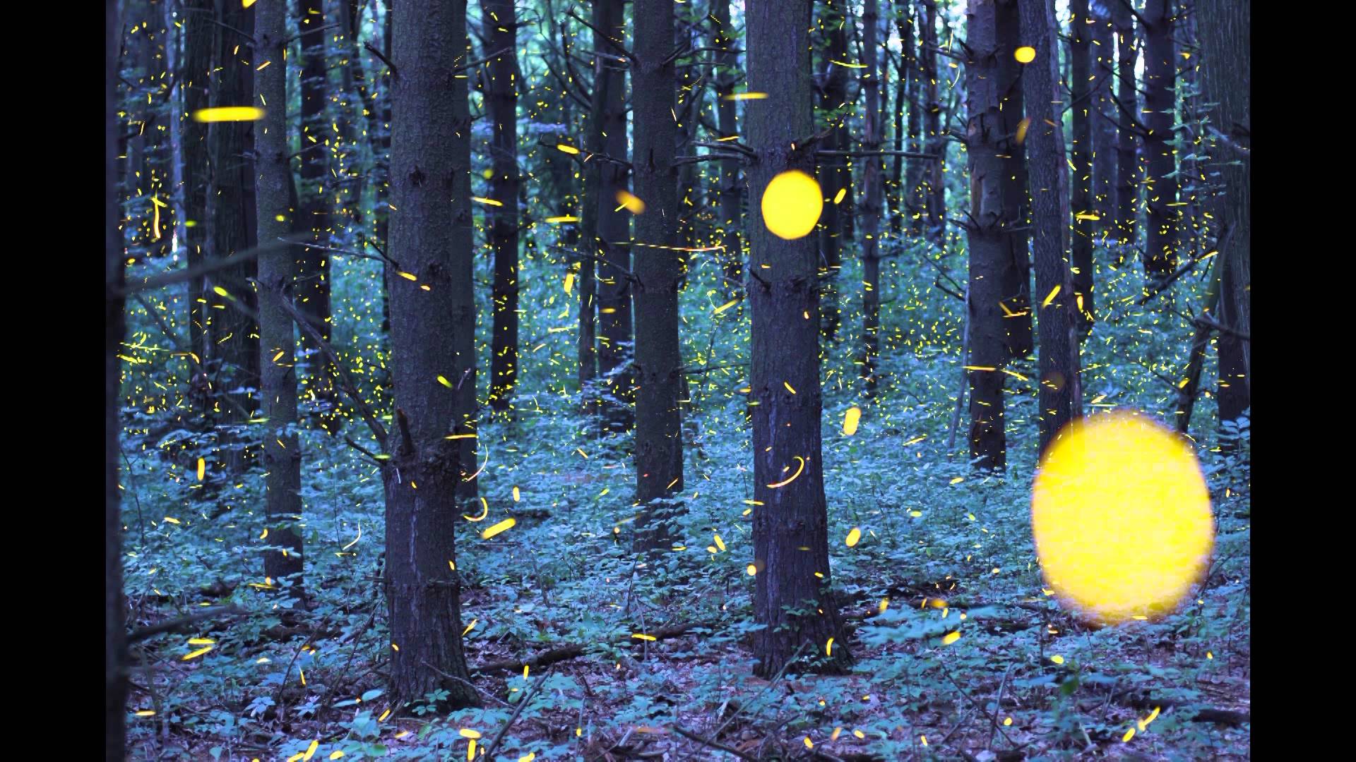 Firefly Time Lapse - Trippy.me